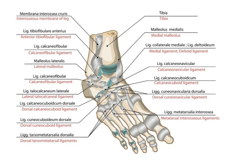 Understanding Foot Anatomy: Key to Foot Health
